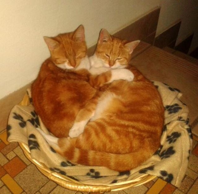 74 Katzenbilder, die euer Herz schmelzen lassen - Innsbruck