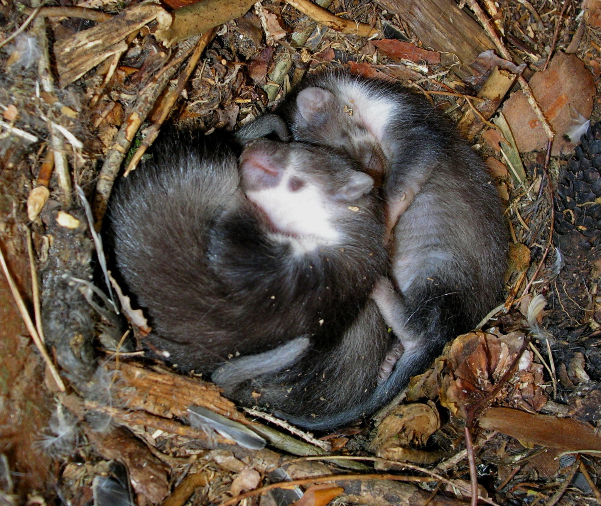 Der Steinmarder (Martes foina) – Nachwuchs mit Gepolter - Linz