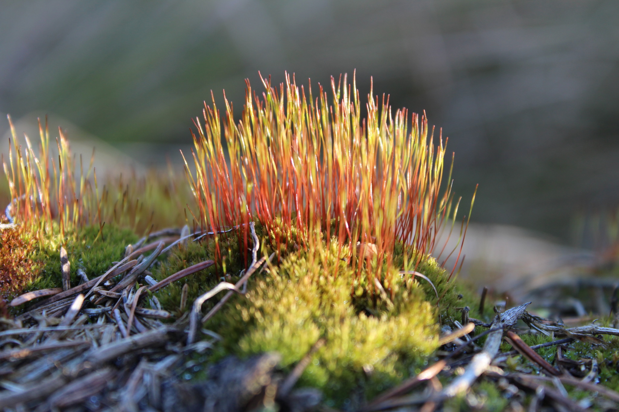 *Moos-Sporen * zeigen sich in ihrer ganzen *Schönheit * - Vöcklabruck