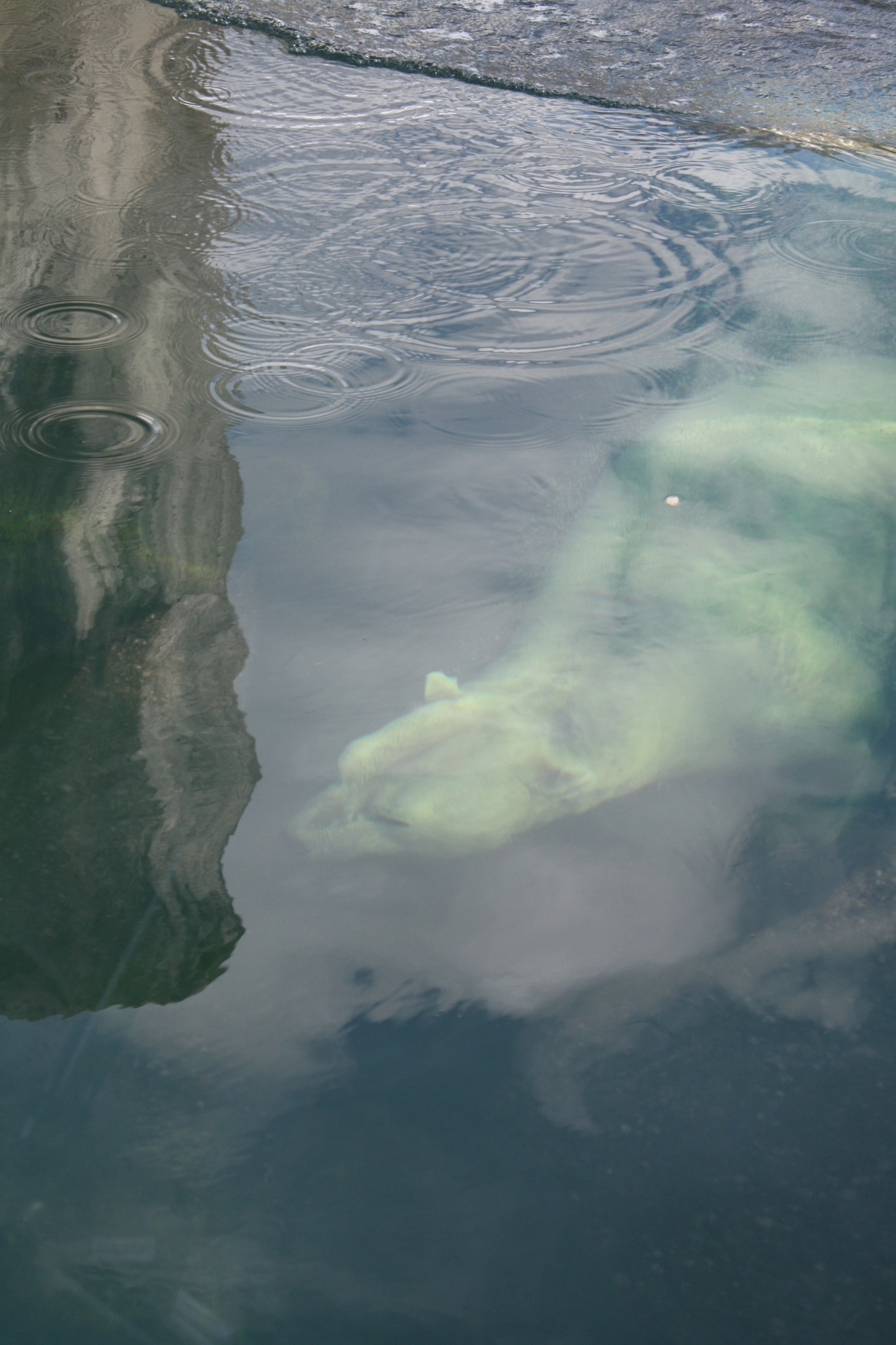 Auf Tauchstation!!! - Spittal