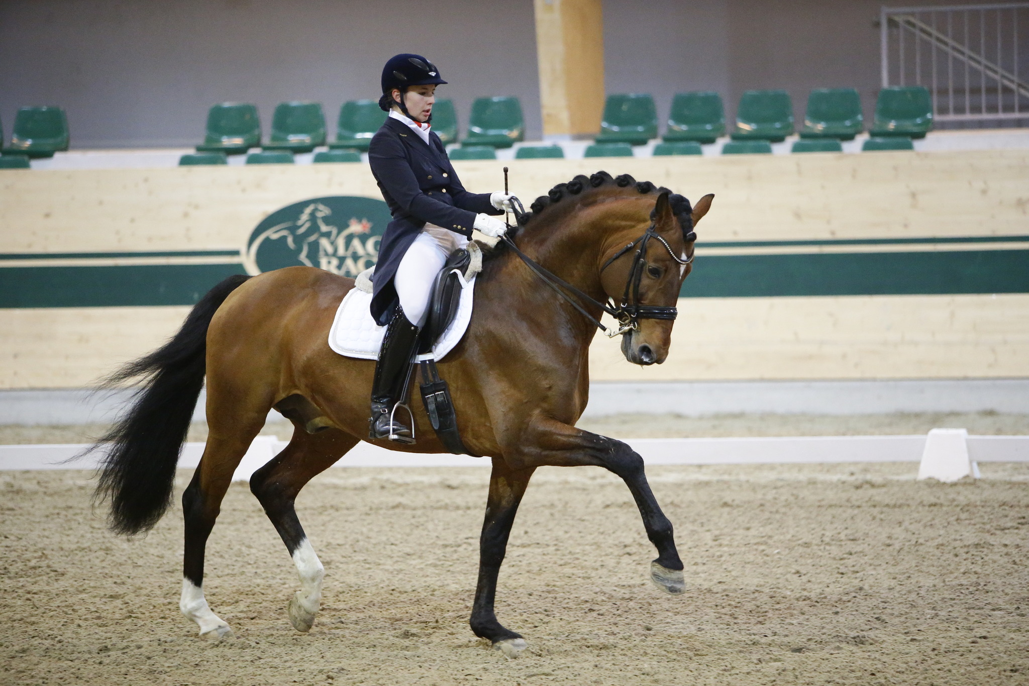 MAGNA RACINO Pferdesport News Dressurreiten: Der Countdown zum Dressur ...