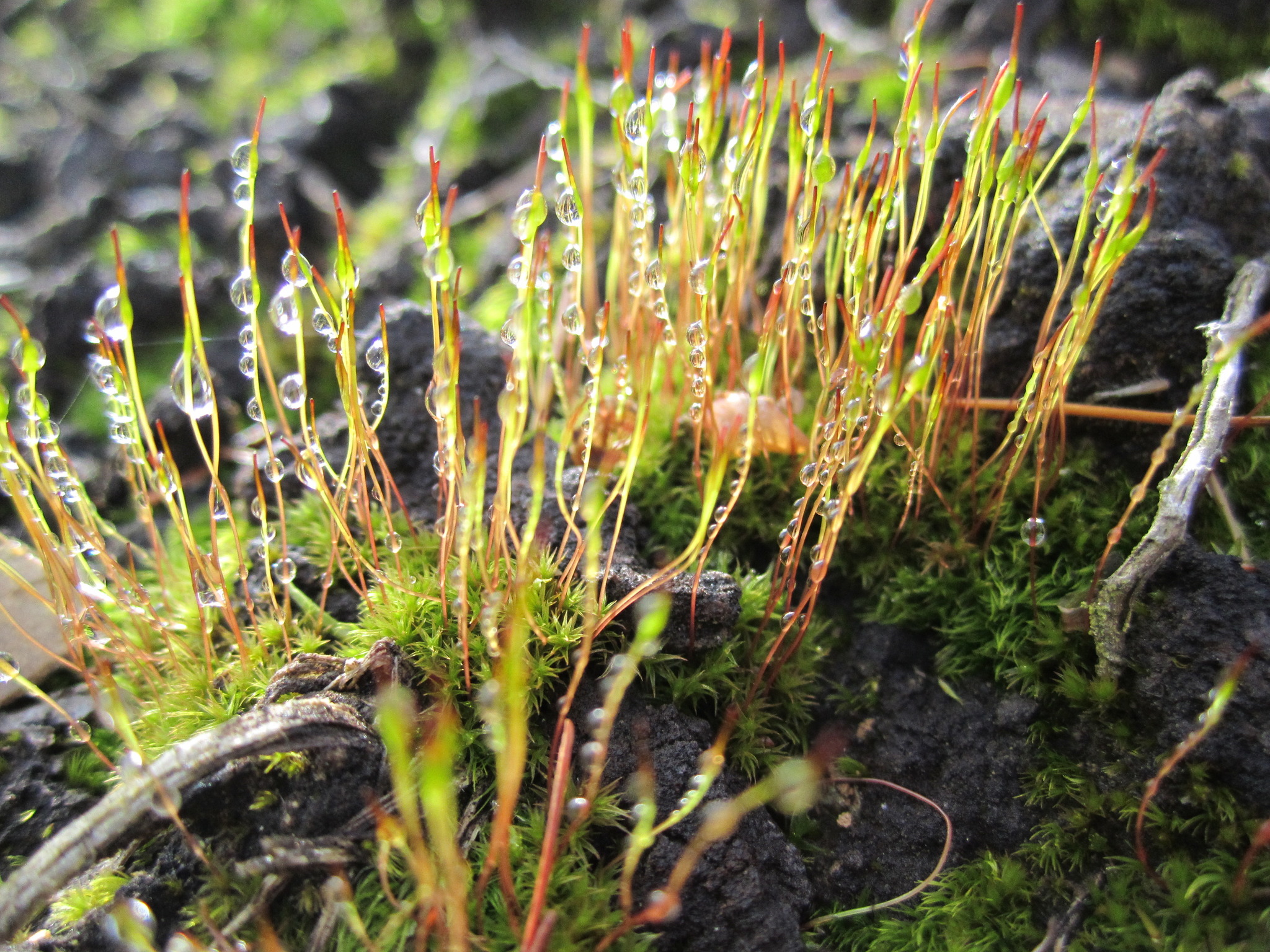 Vom Nebel haben die Moos-Sporen * Perlen *. Ich wünsche allen ...