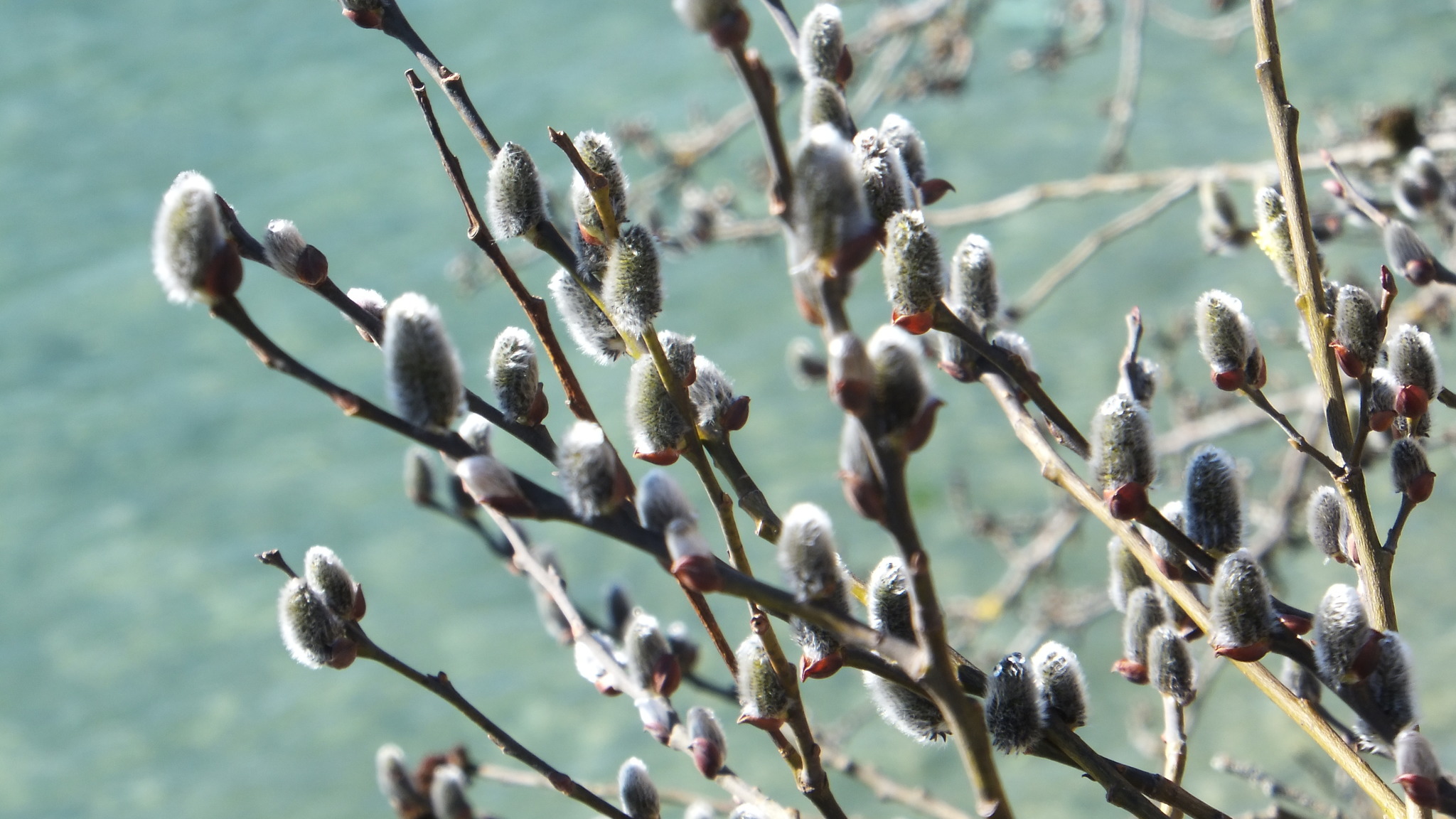 Die Weide - eine Grenzgängerin - Reutte