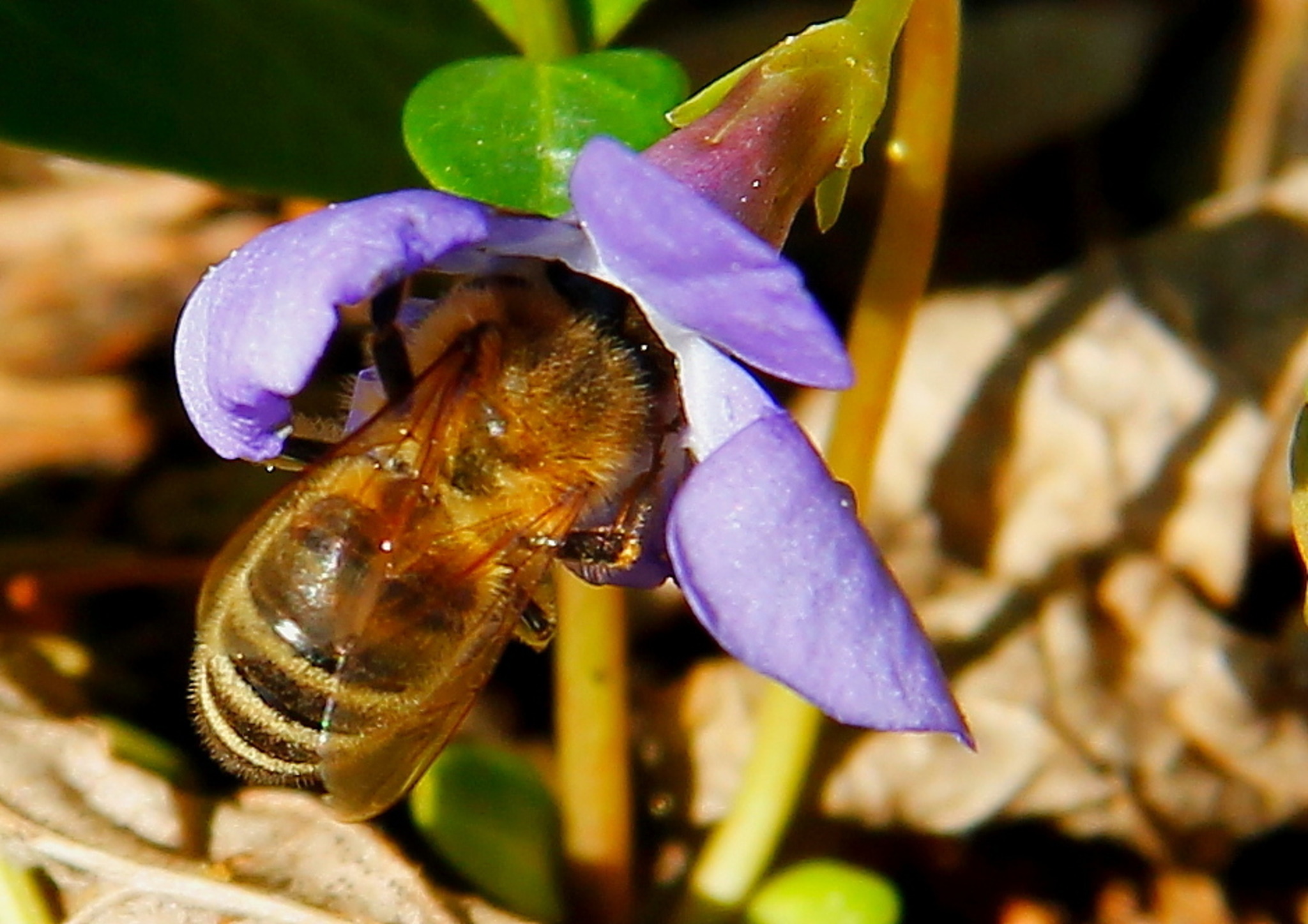 Fleißige Bienen - Schwaz