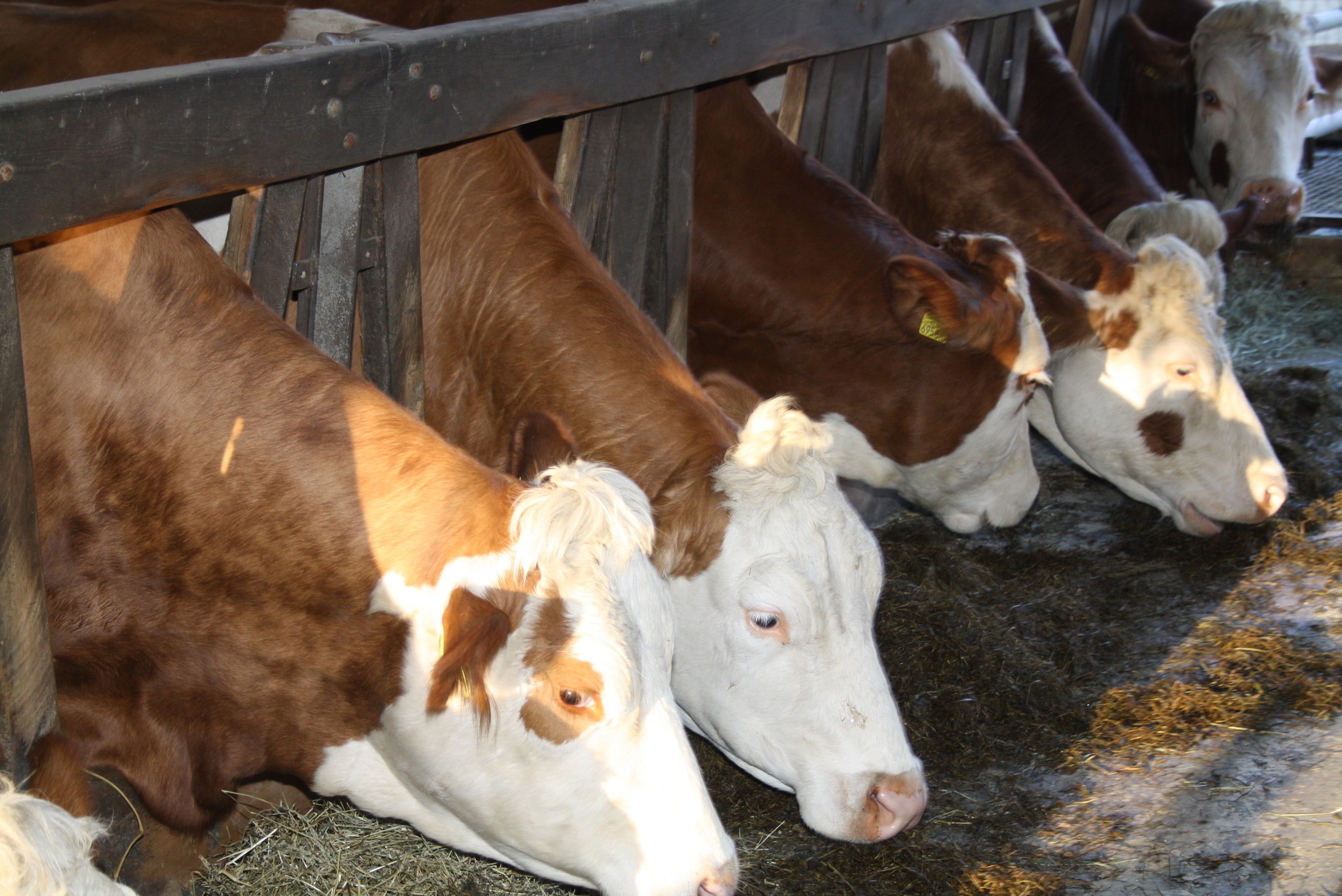 Bauer aus Leidenschaft - Graz-Umgebung