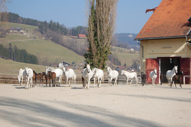 Gestüt Piber eröffnet die neue Saison - Voitsberg