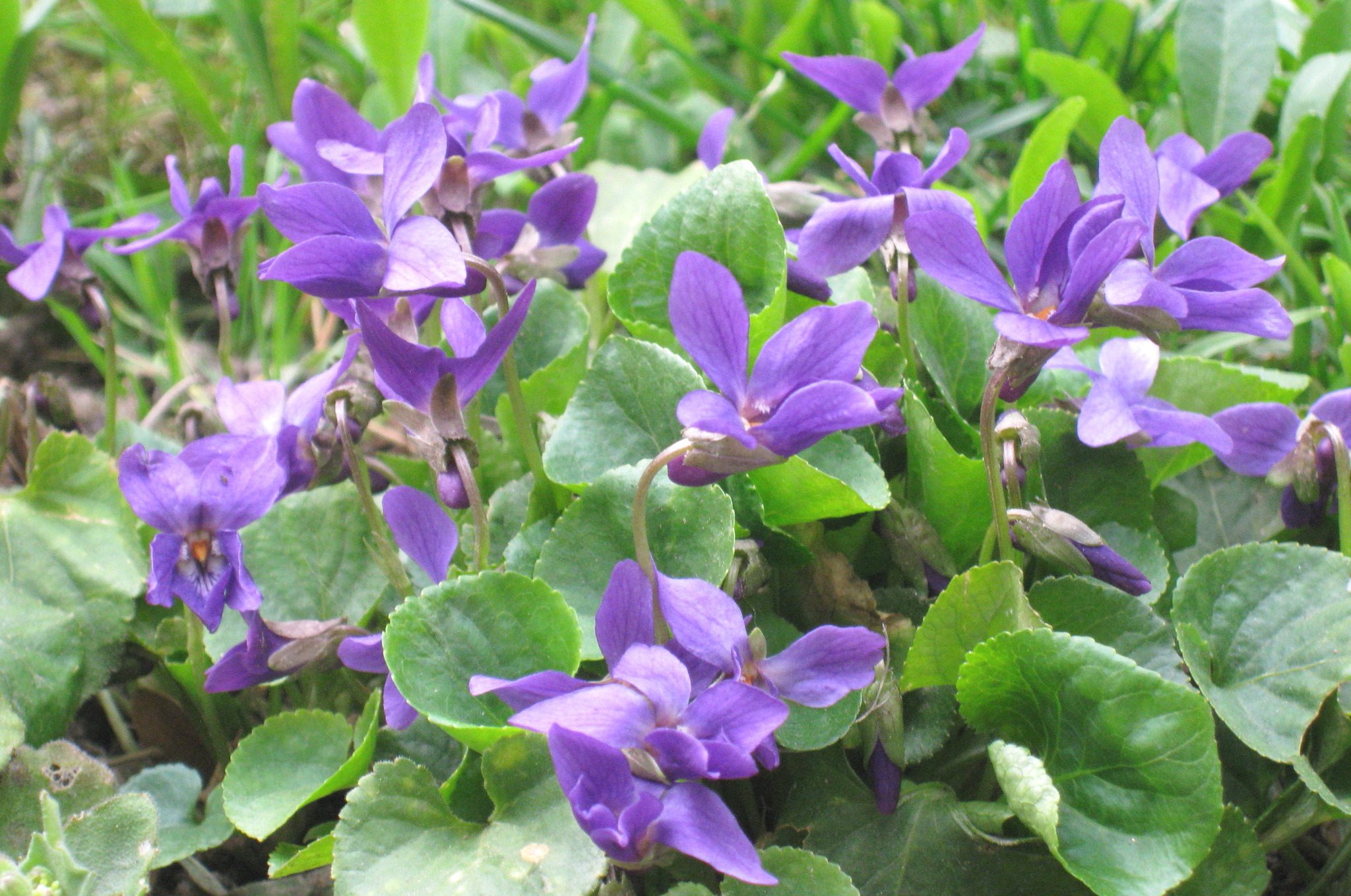 März- oder wohlriechendes Veilchen-Viola adorata - Tulln