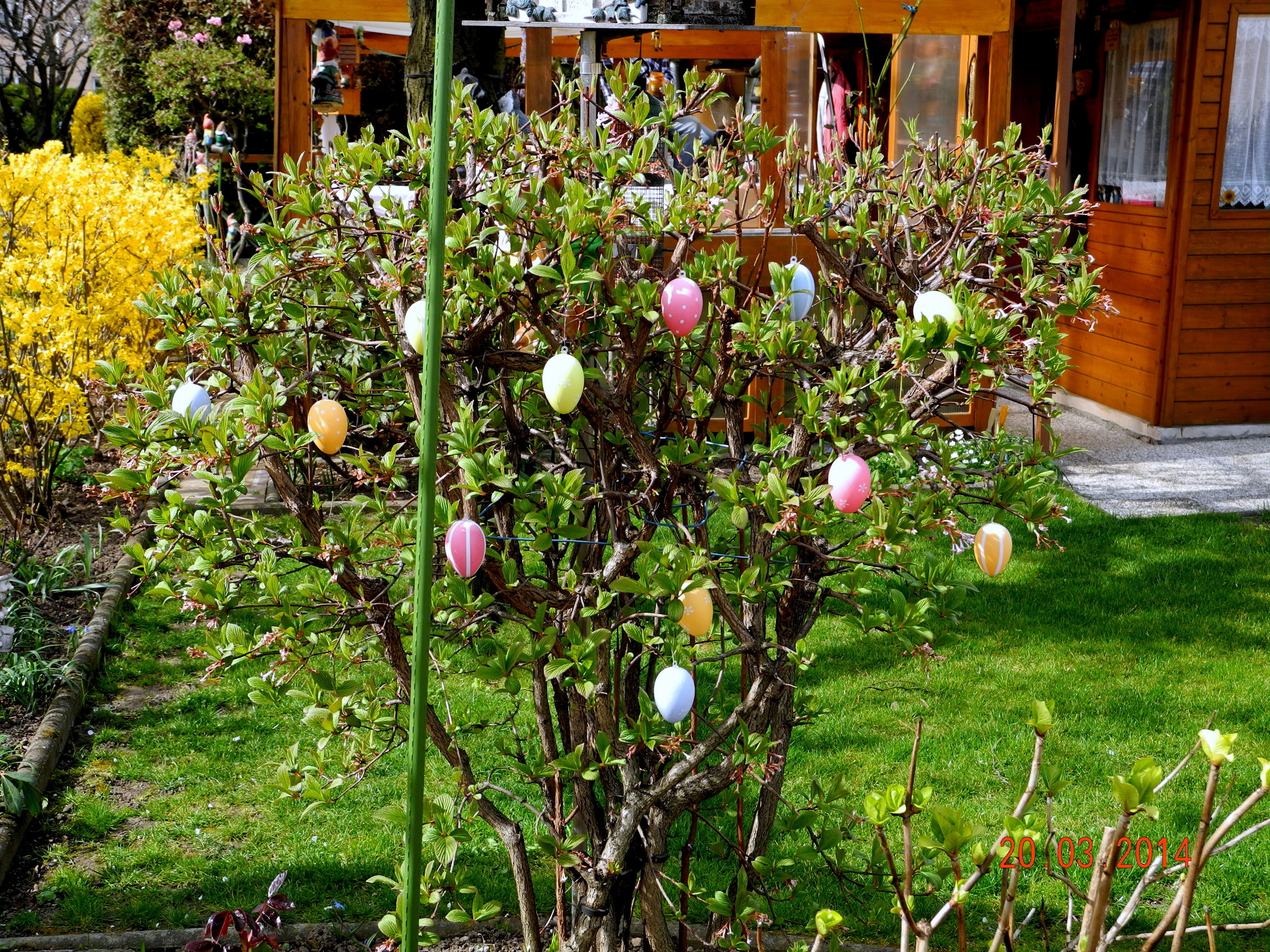 Osterstrauch im Garten - Favoriten