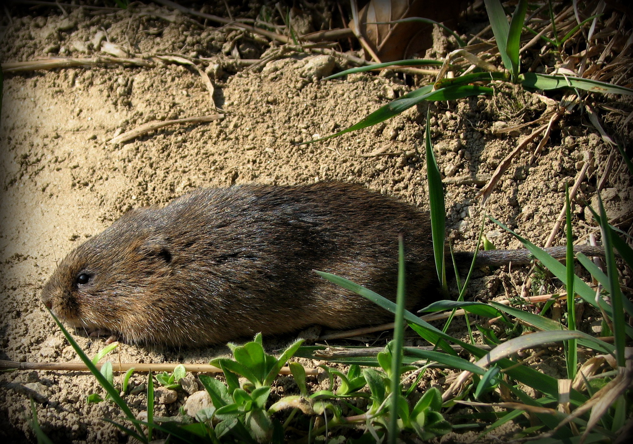 Die Feldmaus - Wiener Neustadt