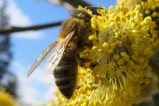 Die Honigbiene - Lungau