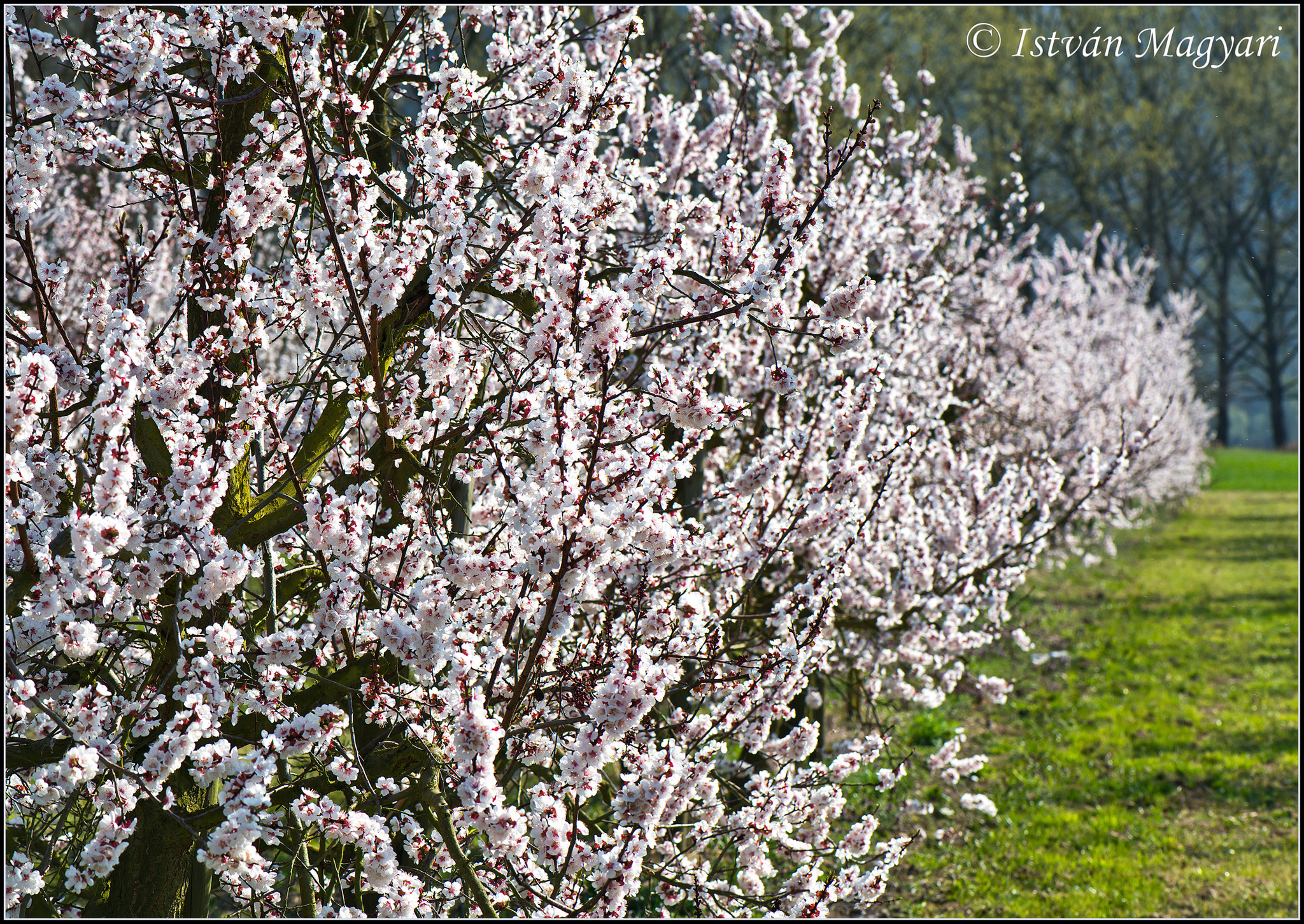 Blühende Marillenbäume... - Melk