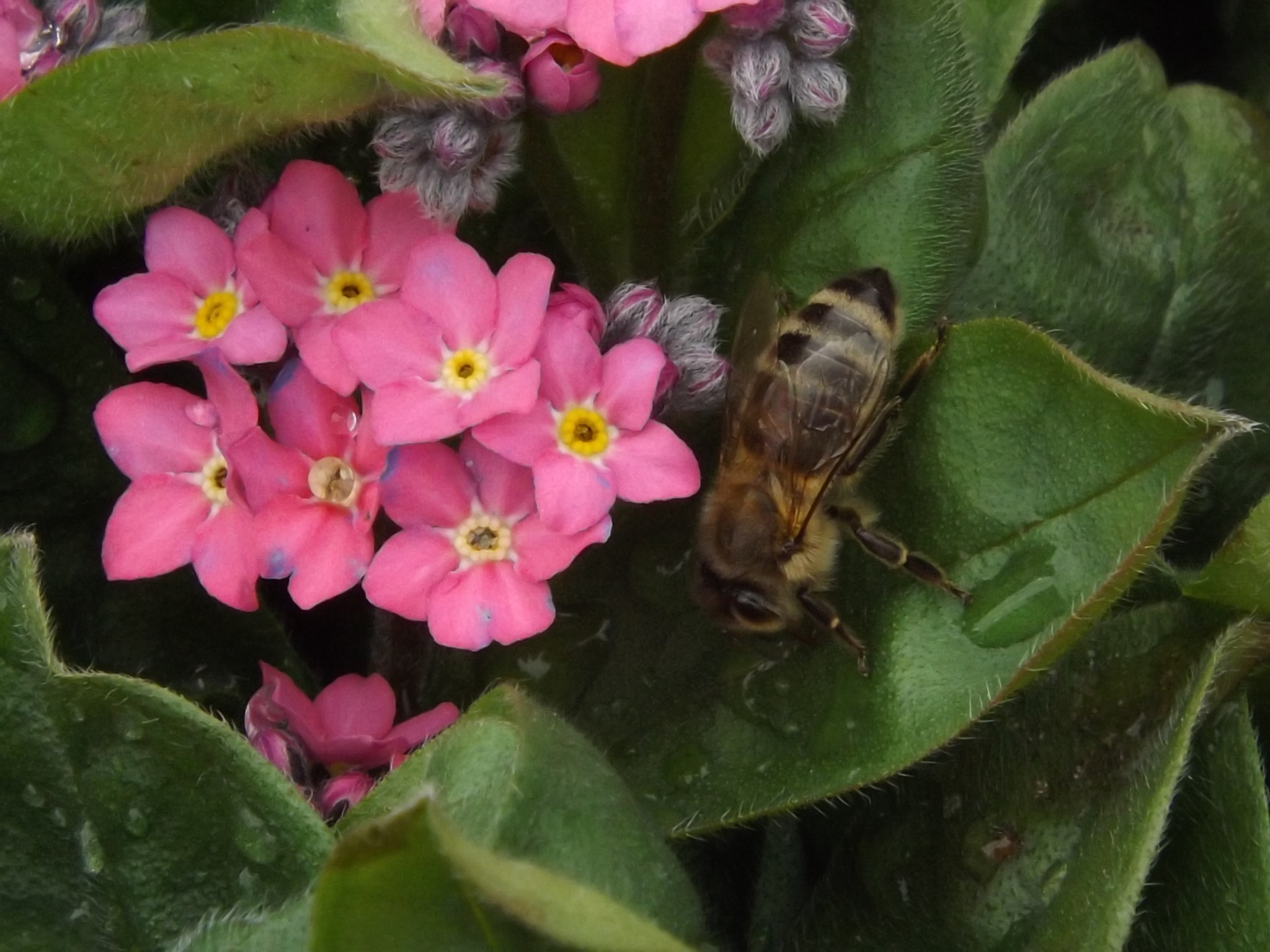 DIE BIENE MAYA ist wieder DA !!! - St. Veit