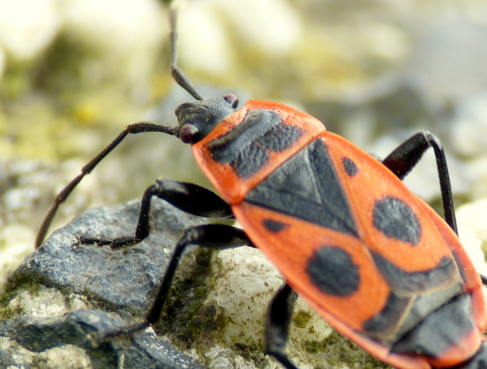 Paarung der Feuerwanzen - Ottakring