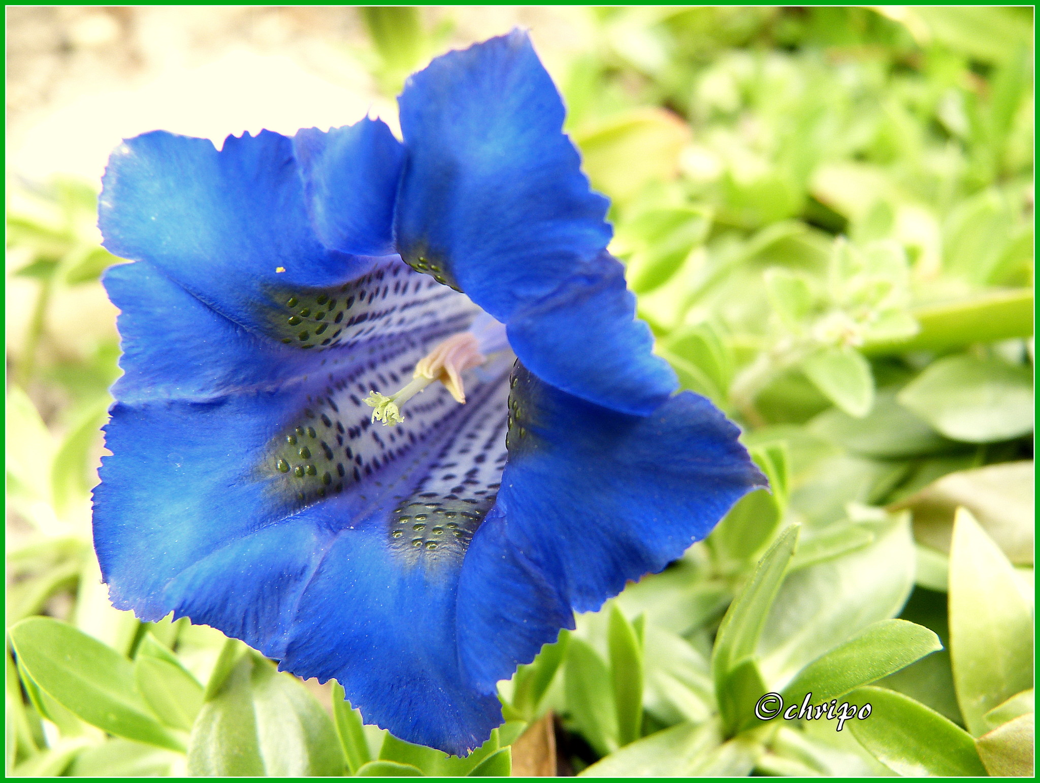 Der Enzian blüht! - Ottakring