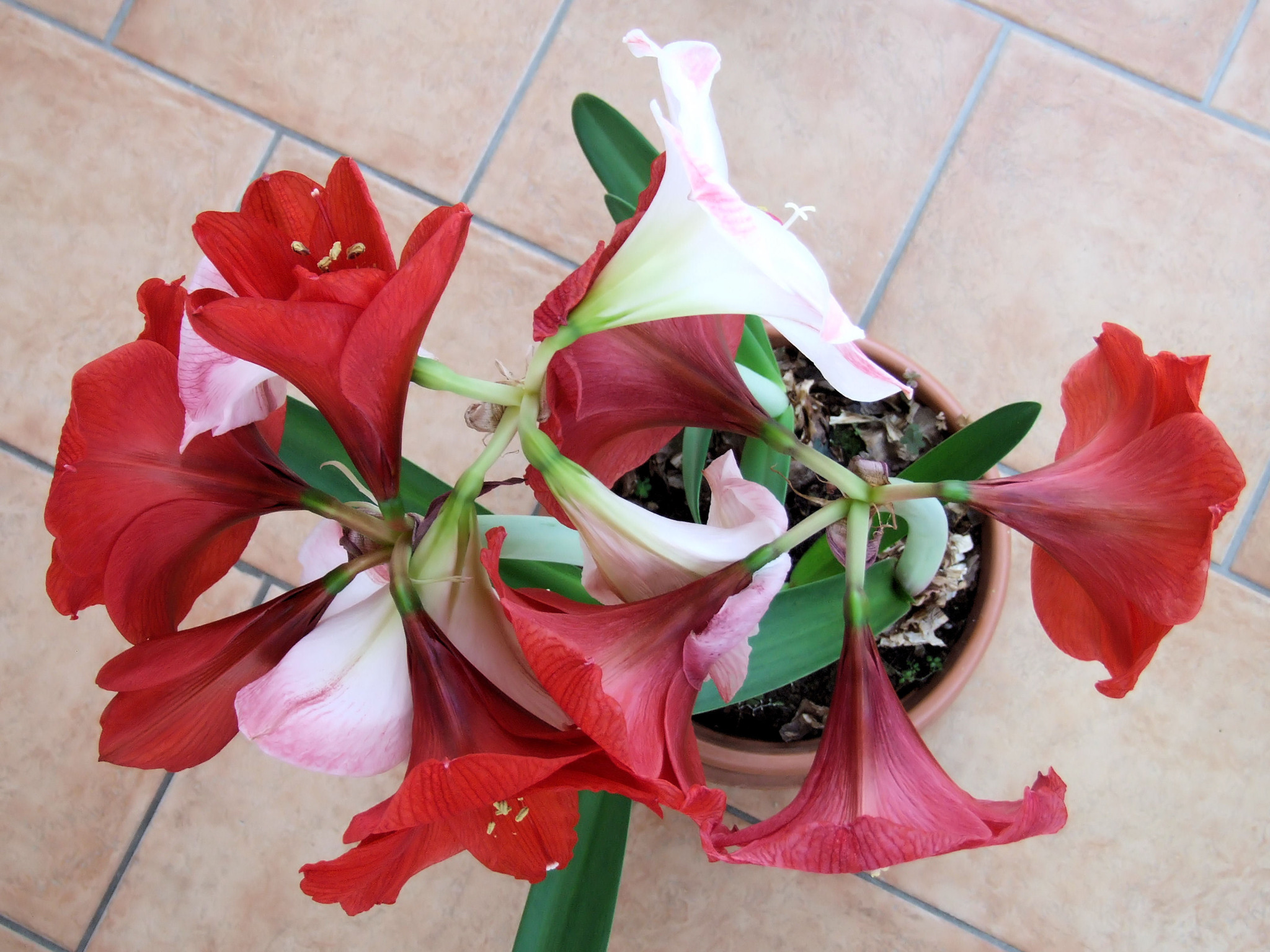 Opulente Blütenpracht, perfekt synchronisiert - Zwettl