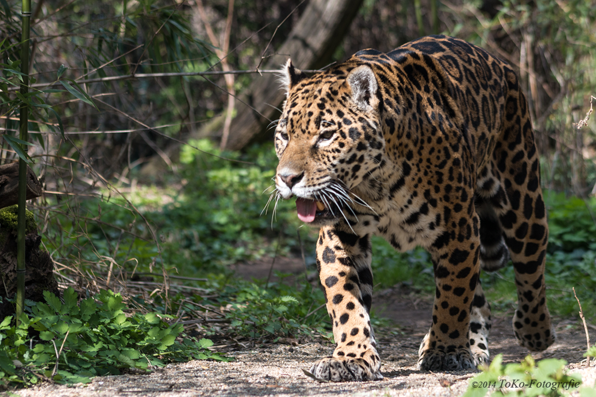 Dem Jaguar auf der Spur. - Hietzing