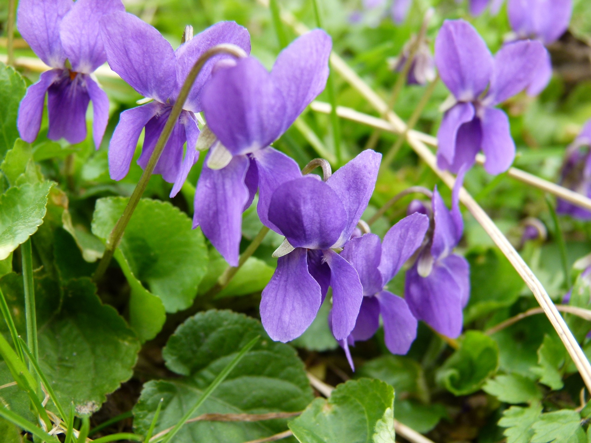 VEILCHEN. Märchen und Geschichten für Kinder, Kindsköpfe und ...