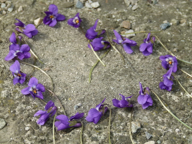 VEILCHEN. Märchen und Geschichten für Kinder, Kindsköpfe und ...