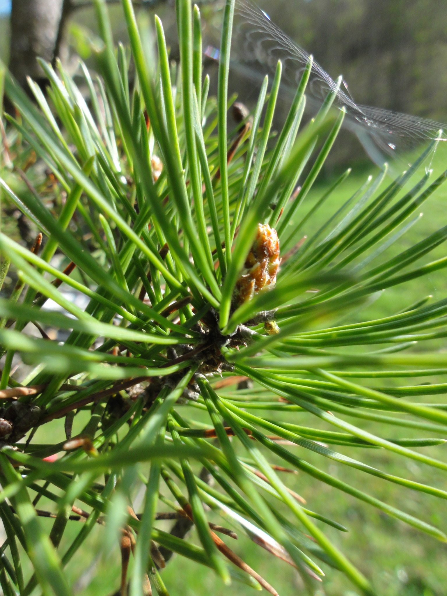 Stacheliger Geselle - Amstetten