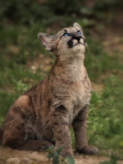 der kleine Puma "Maxxum" im Hellbrunner Zoo - Tennengau