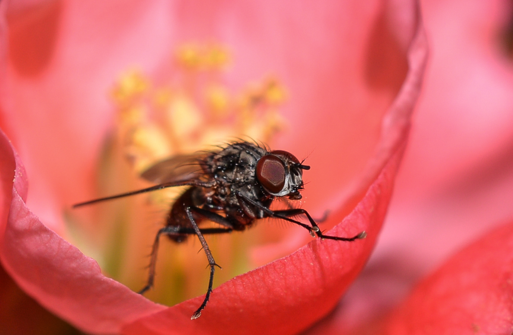 Die Fliegen sind schon da - Lavanttal