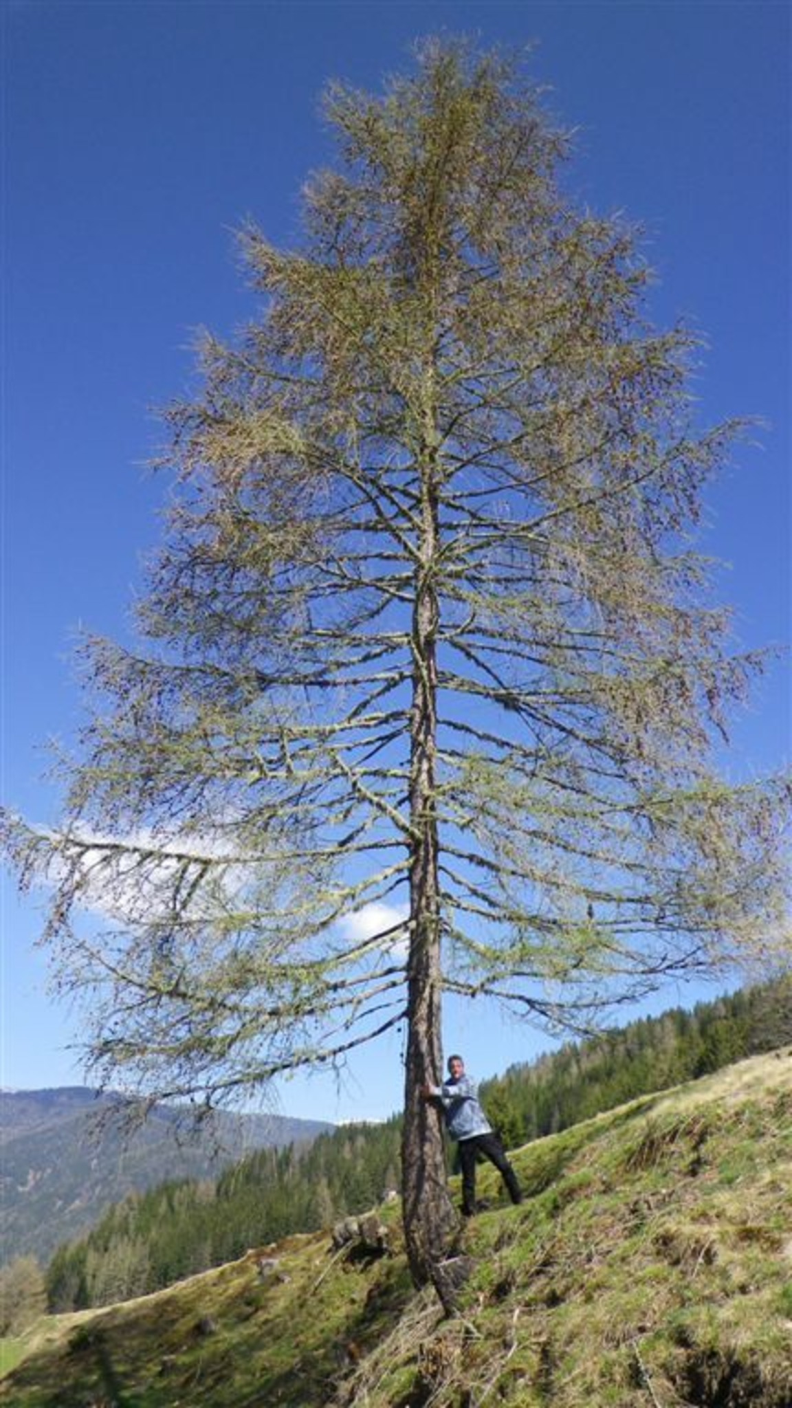 Der RIESE UND DER Zwerg - St. Veit