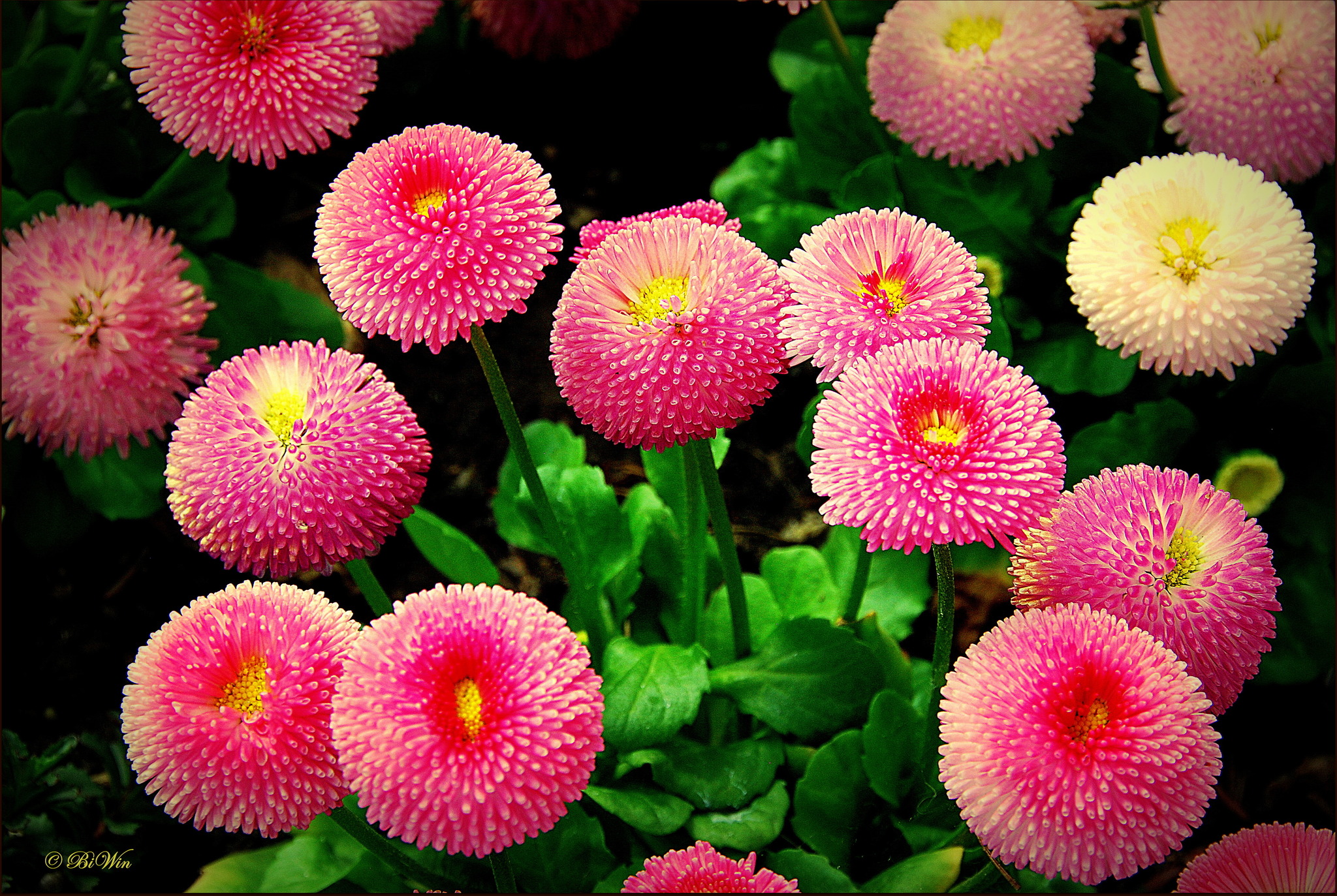Bellis - Bellissima - Hollabrunn