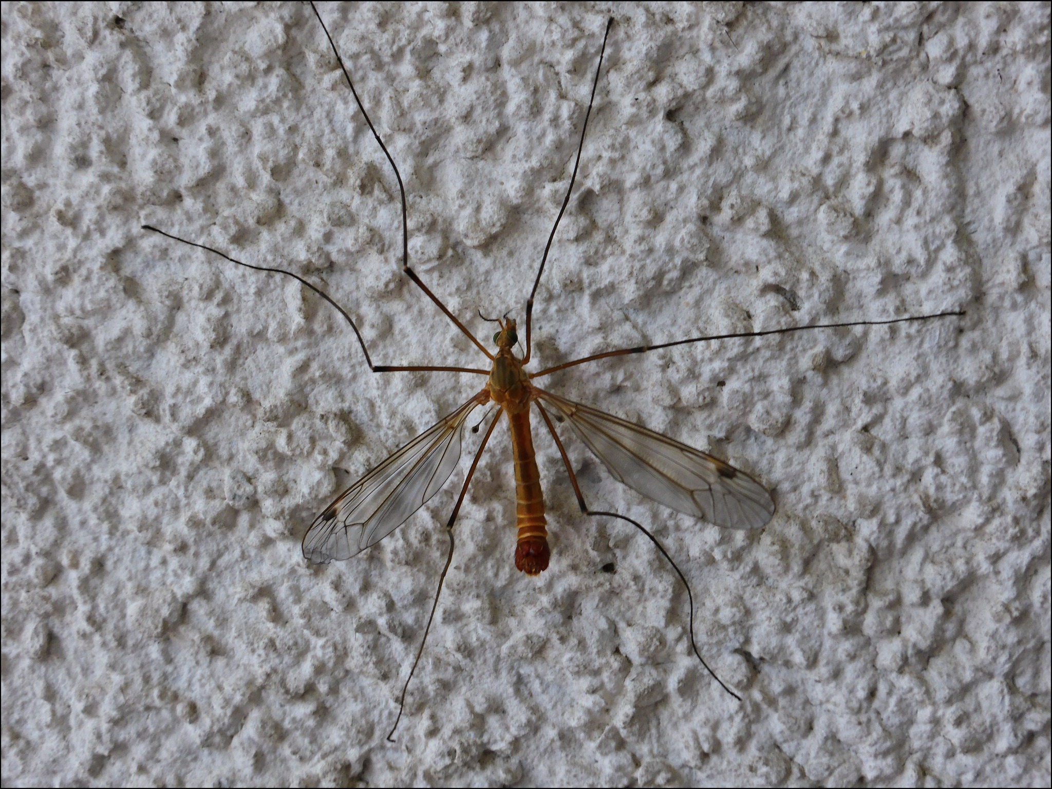 Fescher, aber einsamer Schnak sucht lebenslustige Schnake zum.. - Simmering