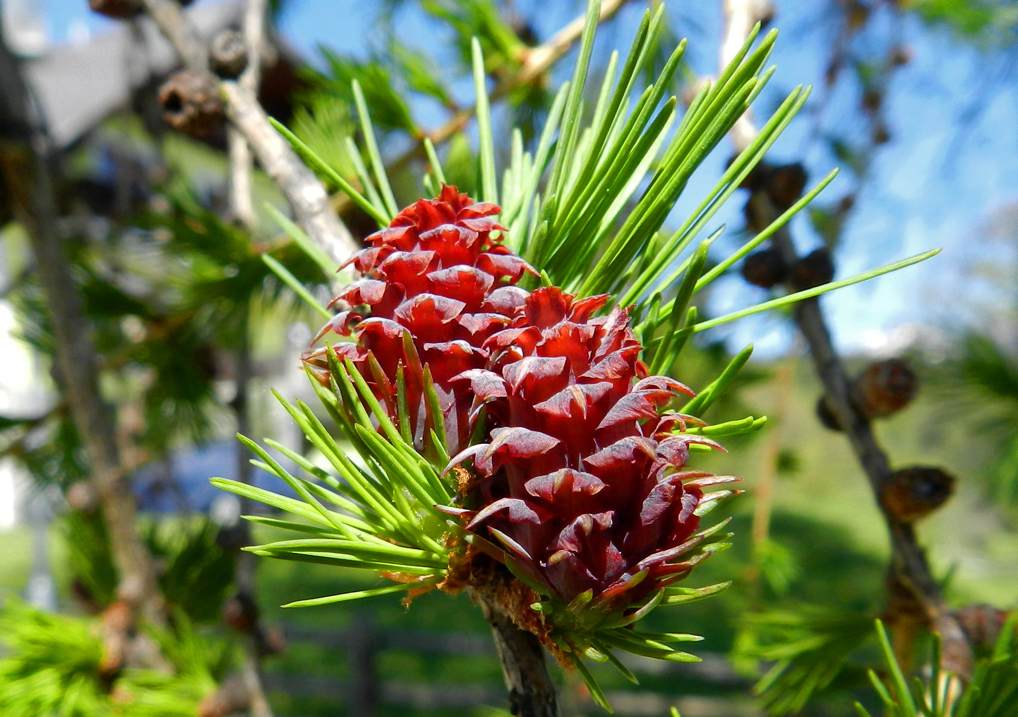Die blühende Europäische Lärche - Lungau