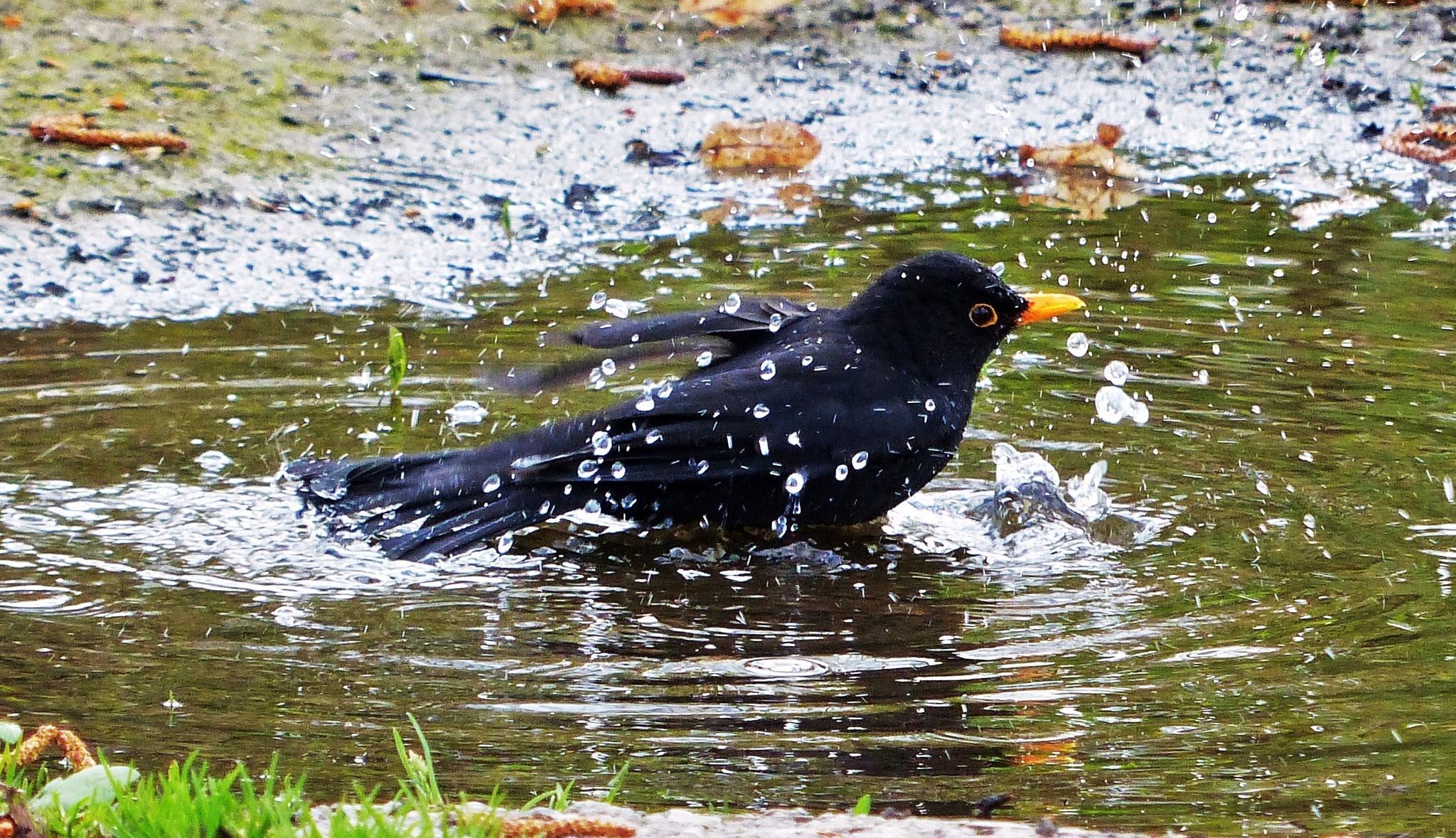 Auch Amseln baden gerne - Klagenfurt