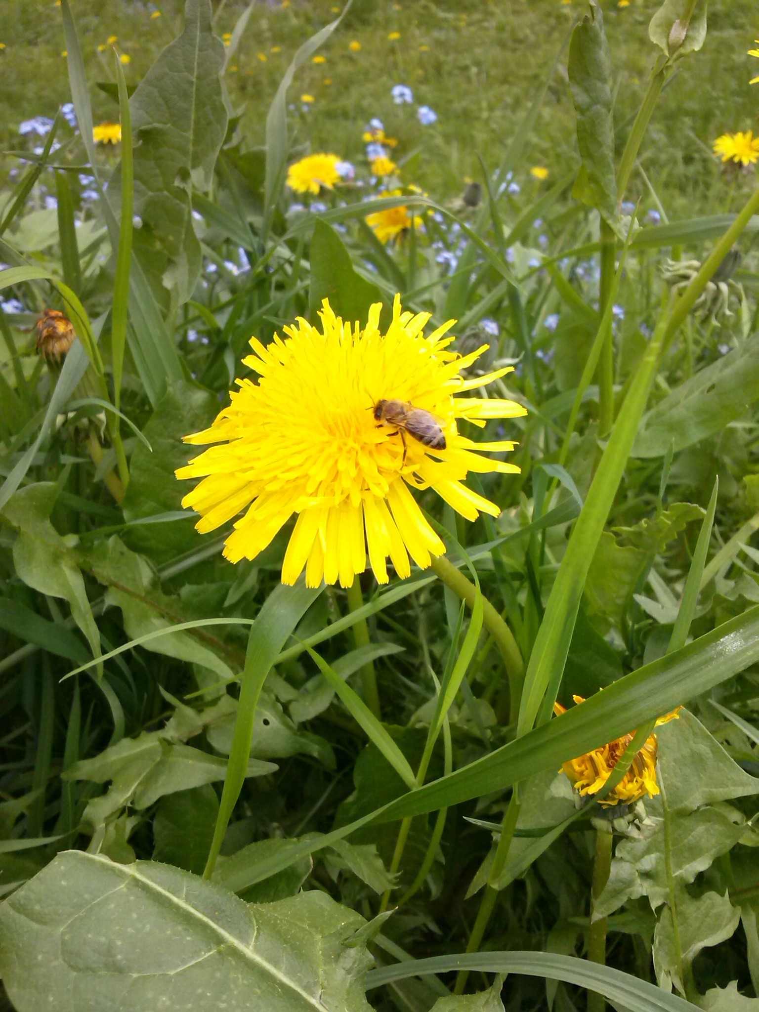 Ein fleissiges Bienchen.... - Feldkirchen
