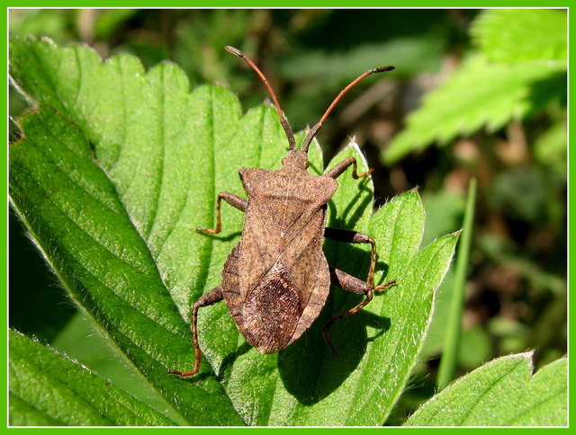 Blattwanze - Wiener Neustadt