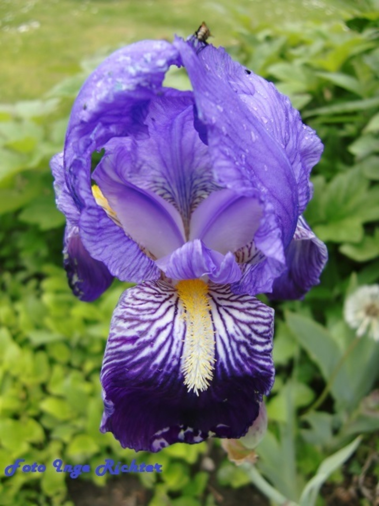 IRIS im Garten - Steinfeld