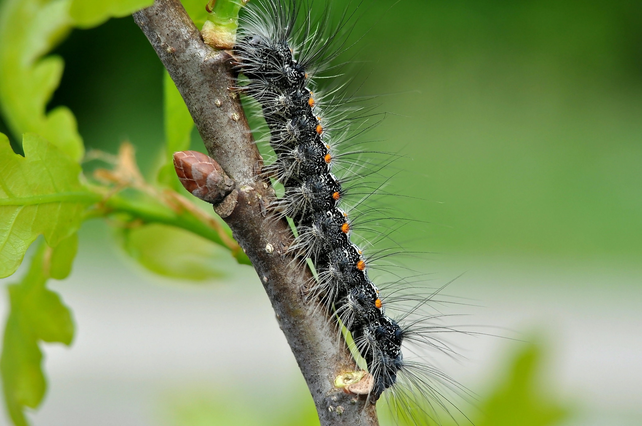 Vierpunkt-Flechtenbär -Raupe (Lithosia quadra) - Donaustadt