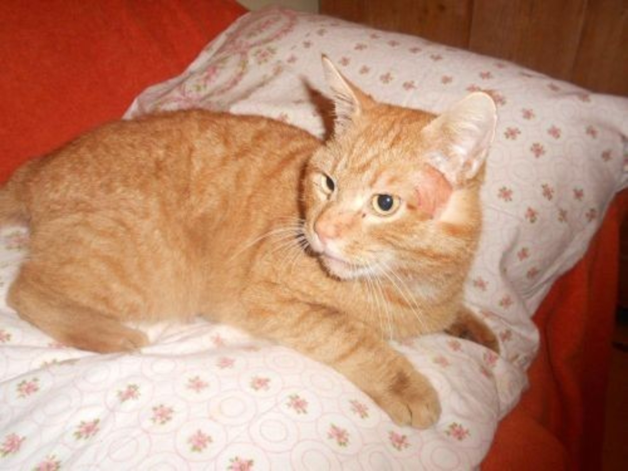 Wer vermisst Kater Angelo? - Grieskirchen & Eferding