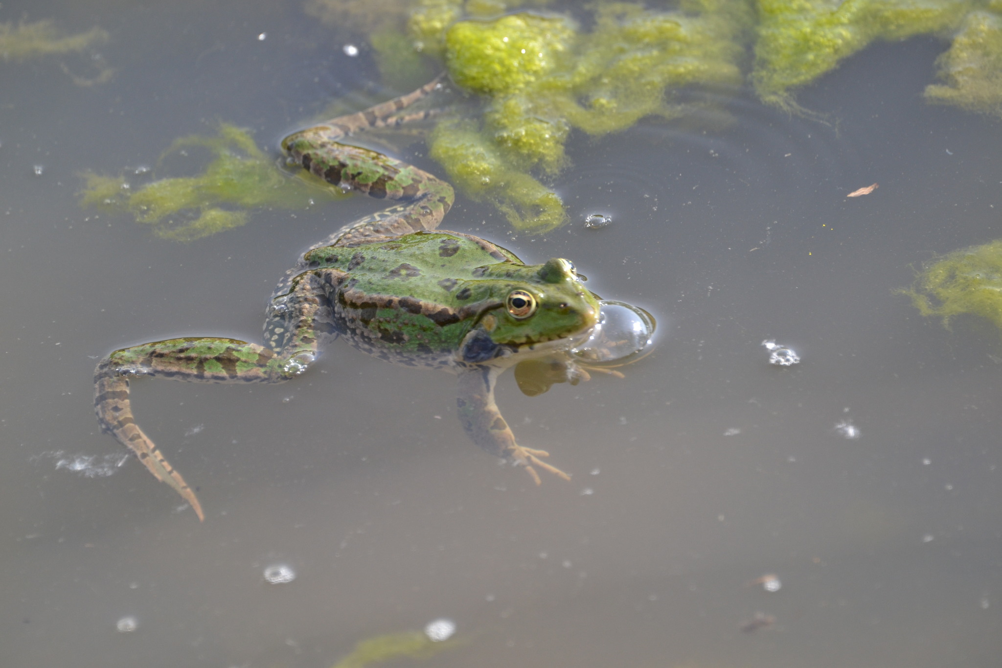 Frosch im Schleiferbach - Salzburg-Stadt