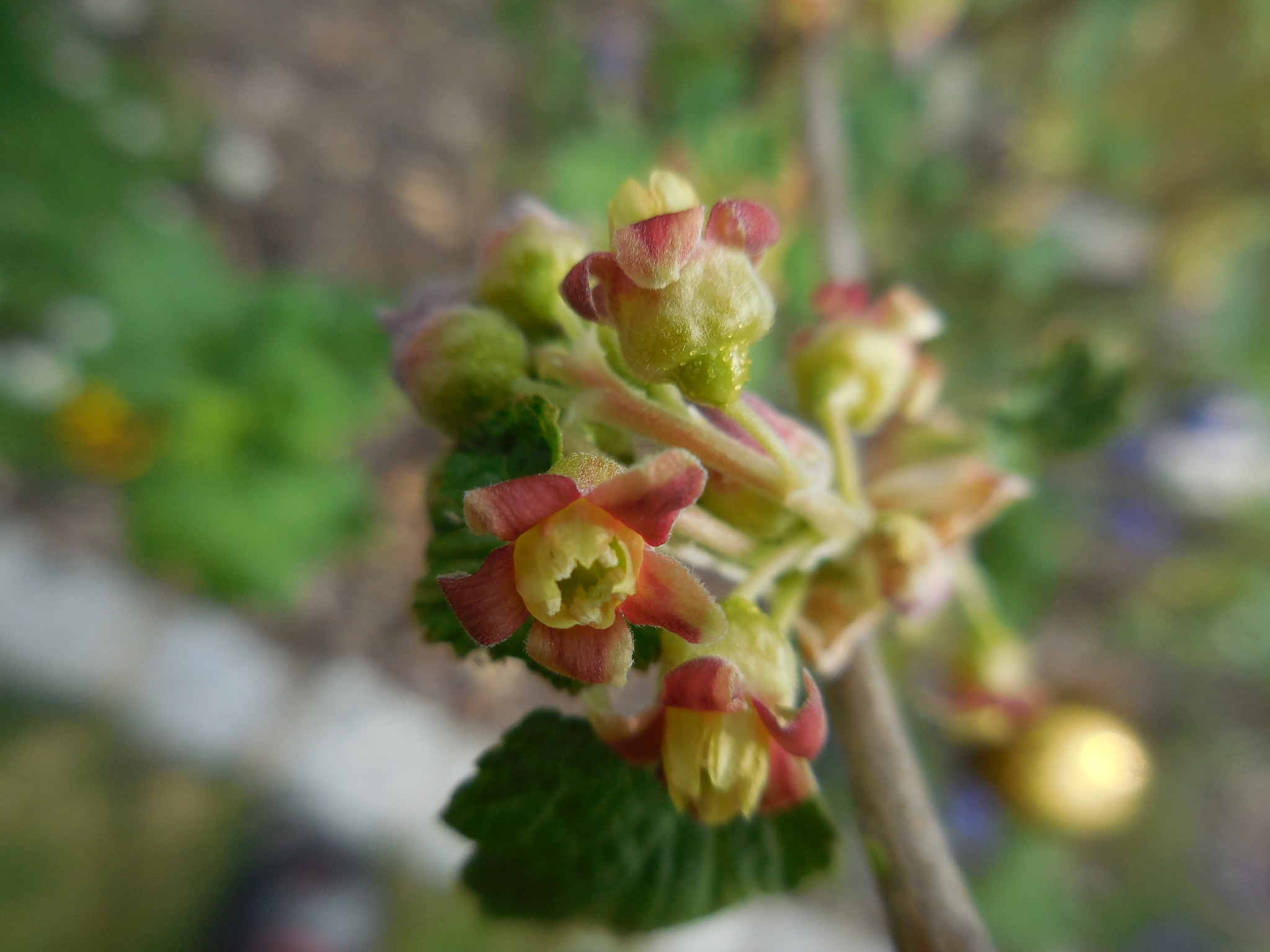 Was für ein exotischer Strauch! - eine Ribisel - Enns