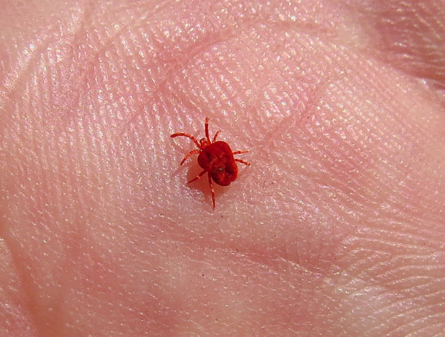 Die Samtmilbe (Eutrombidium spec.) - Lungau