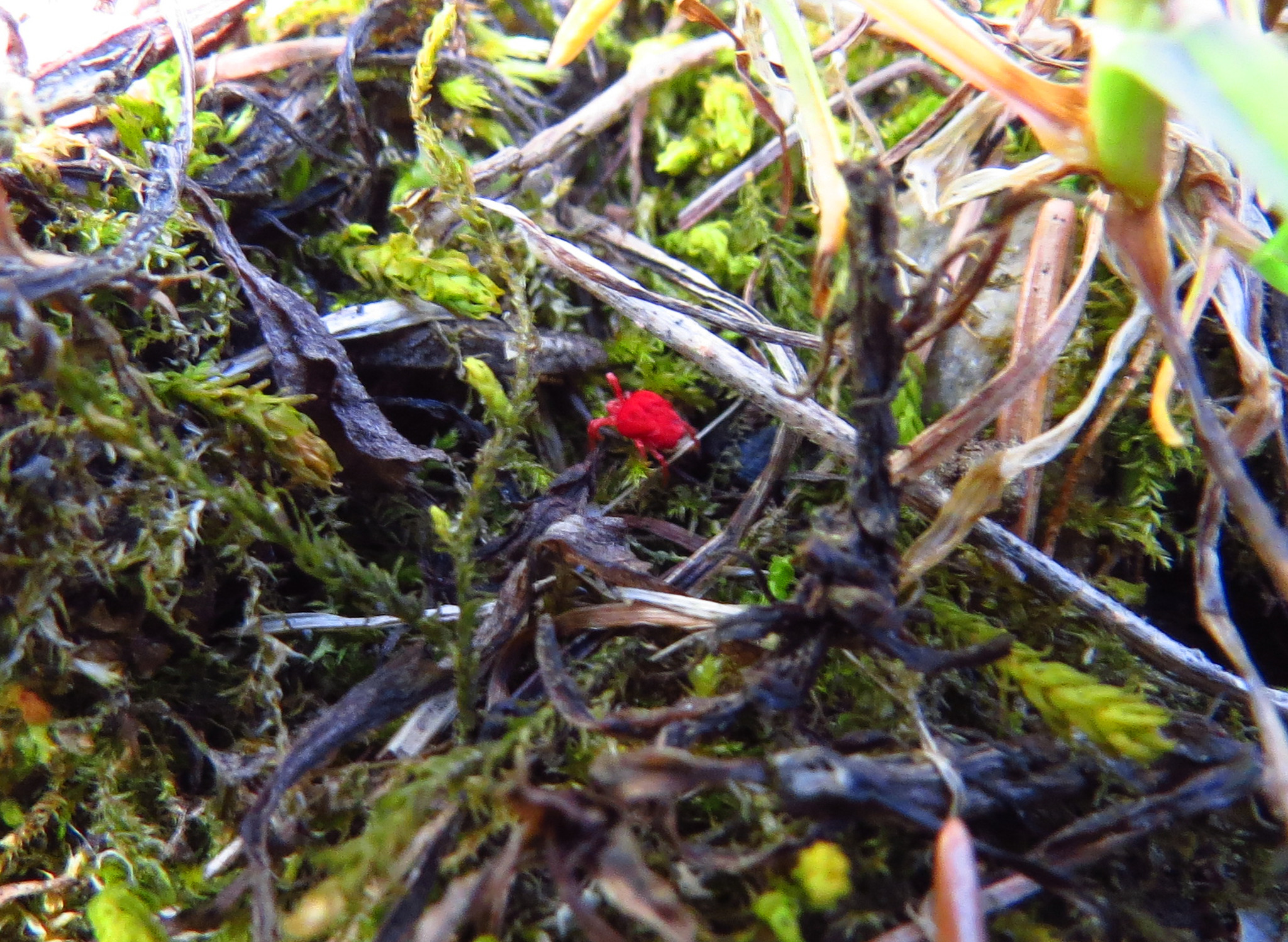 Die Samtmilbe (Eutrombidium spec.) - Lungau