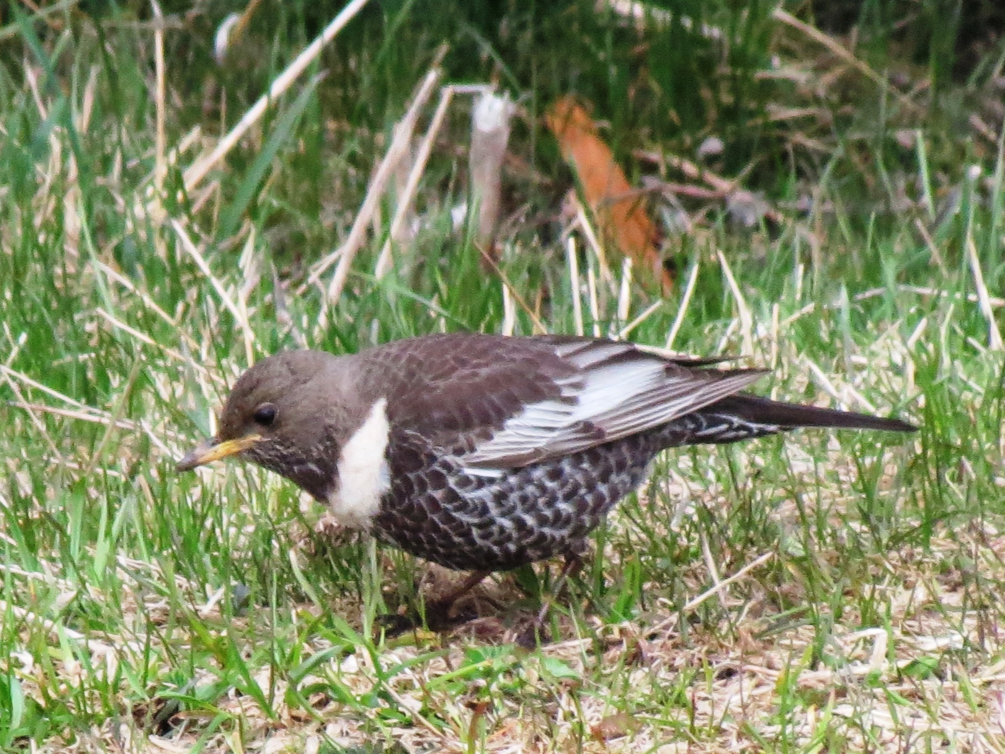 Ringdrossel (Turdus torquatus) - ein Brutvogel der Karneralm - Lungau