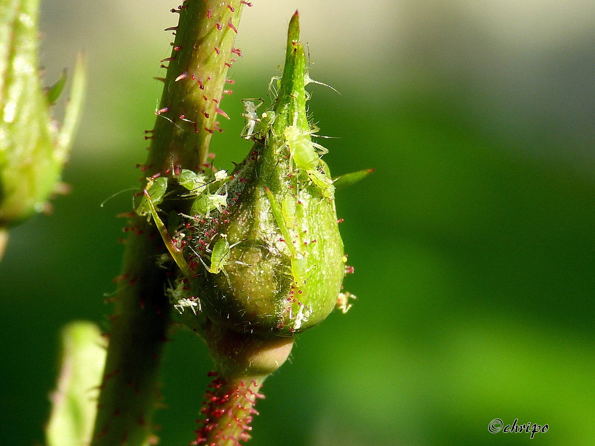 Lausbefall der Rosen - Ottakring