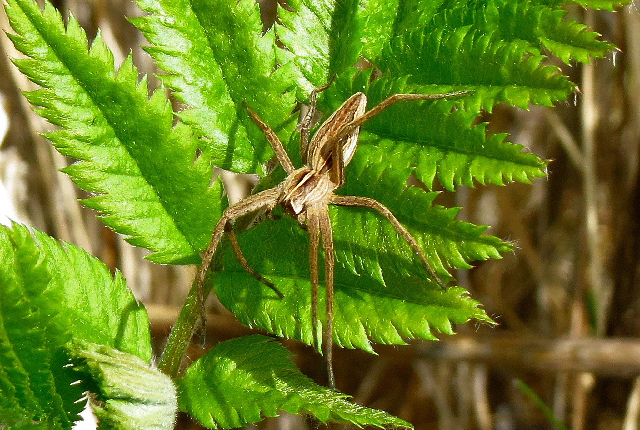 Die Raubspinne, auch Listspinne genannt - Lungau
