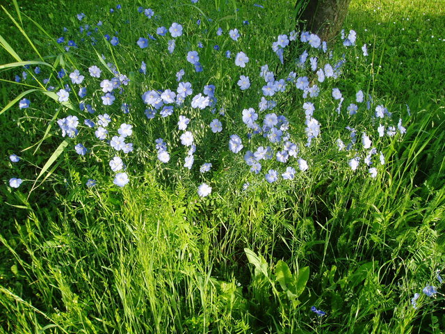 "LEIN", ist eine der ältesten Pflanzen, die Samen ( Leinsaat ) kann ...