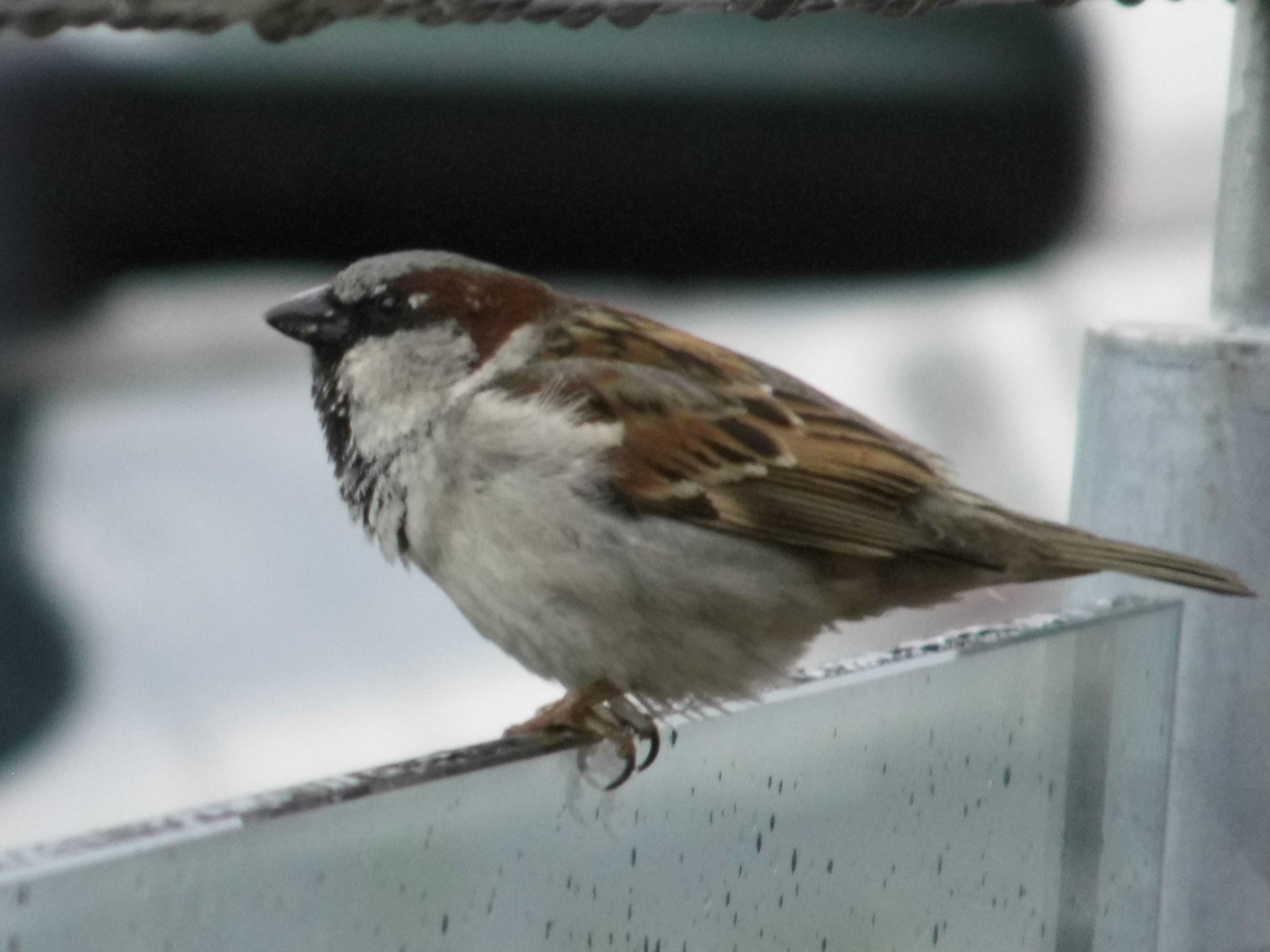 der neugierige Spatz - Landeck
