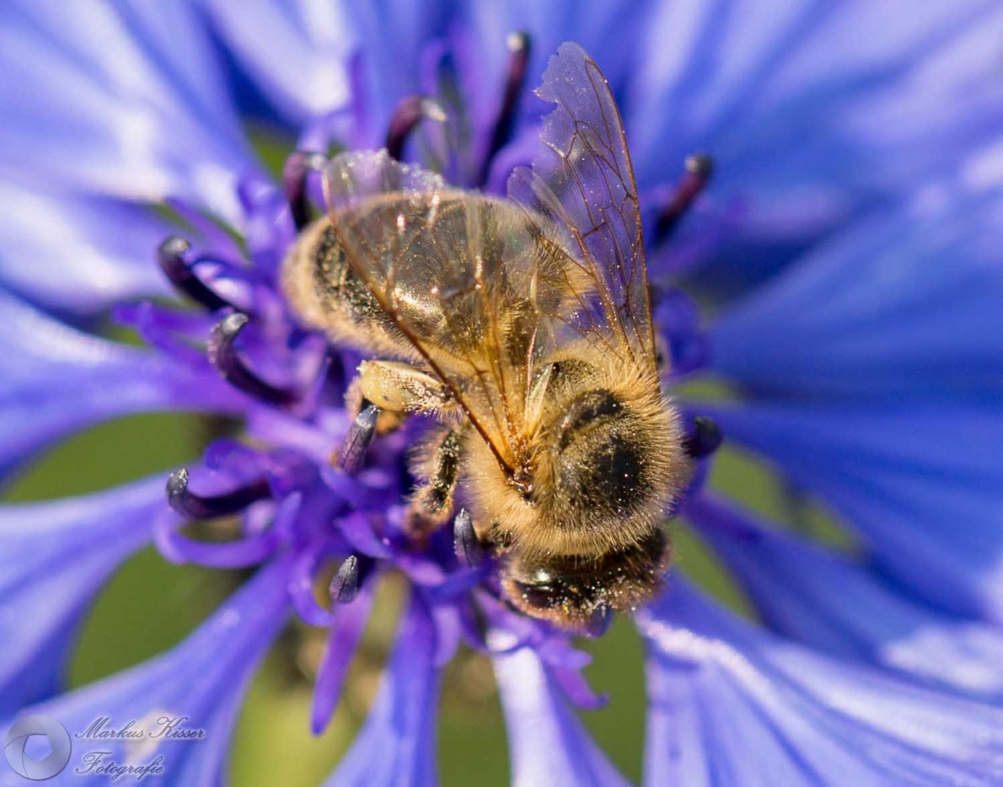 Fleißiges Bienchen - Simmering