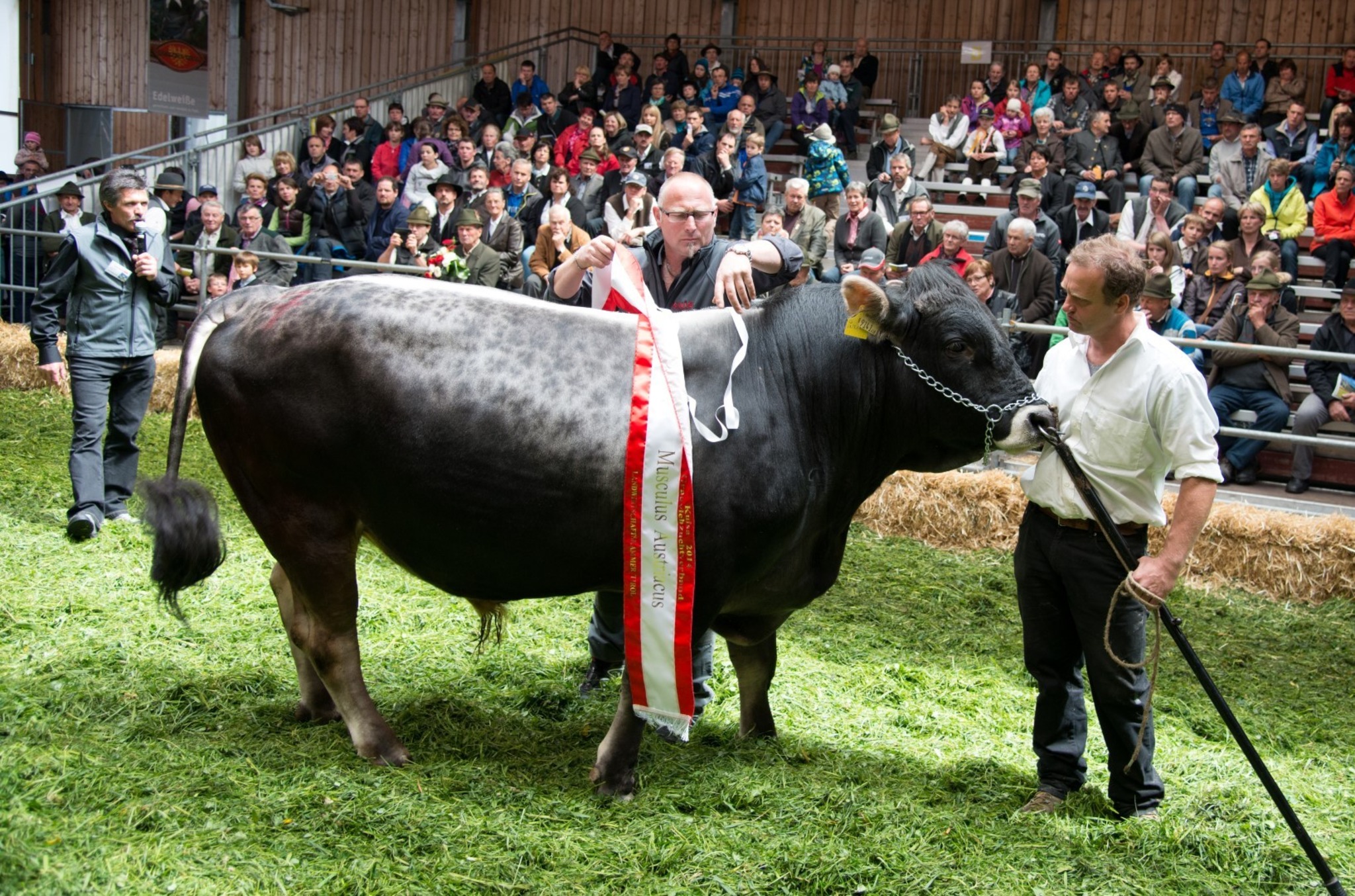 Das ist ein Bulle !! - Imst