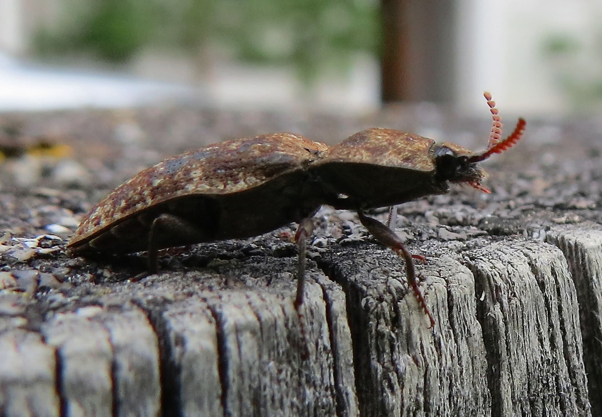 Totenuhr (Xestobium rufovillosum) - Lungau