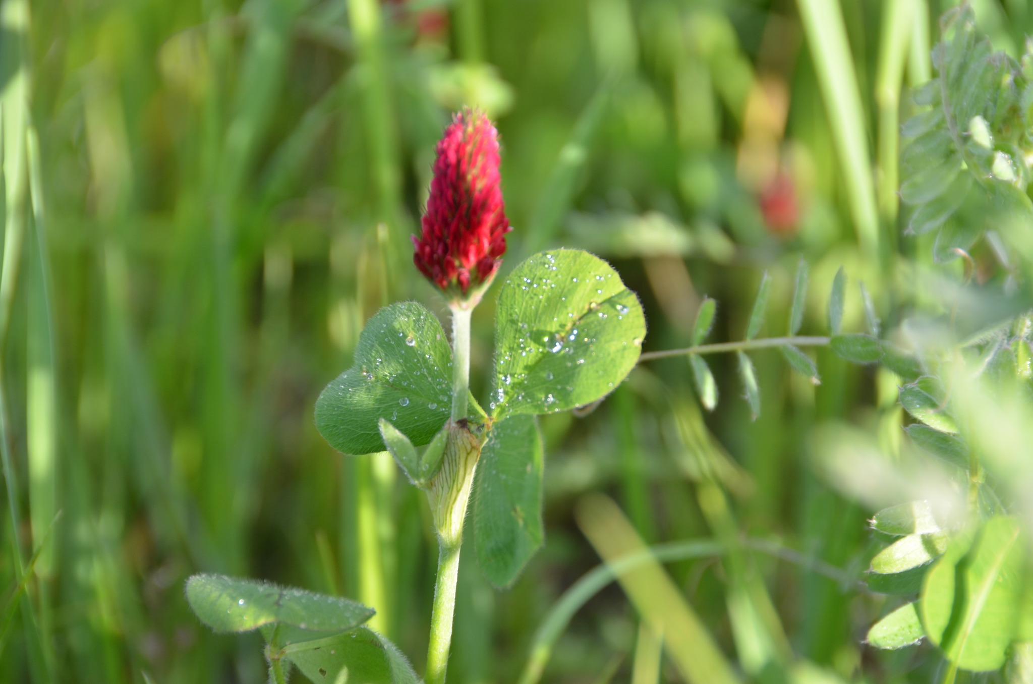 Klee mit Blüte - St. Veit