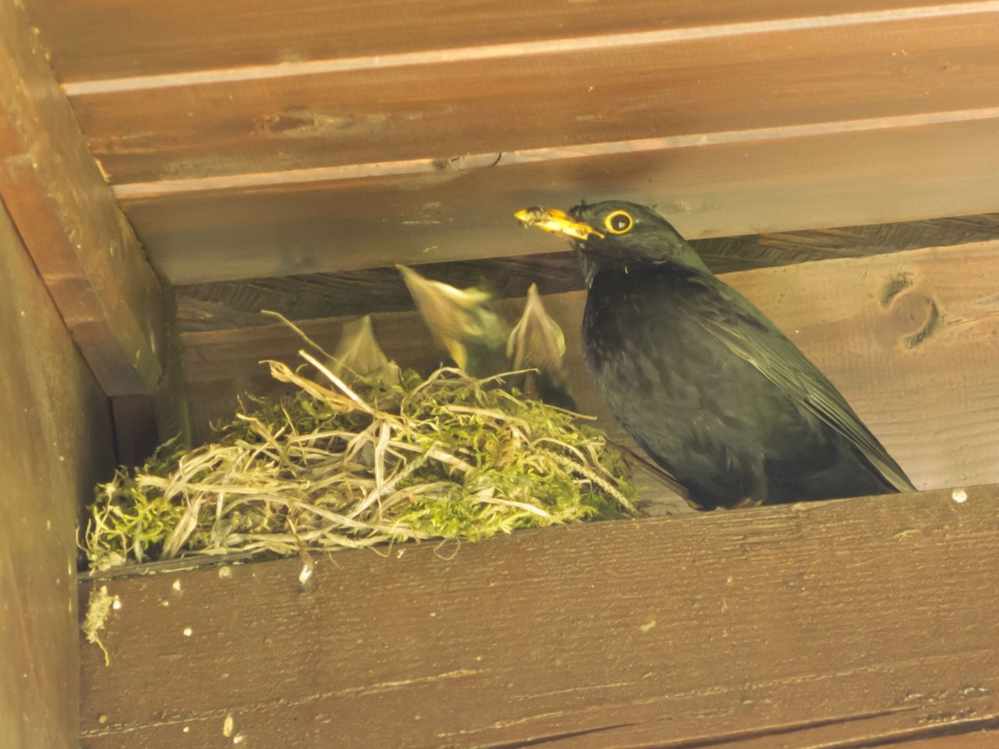 Amseln bei der Aufzucht (Video) - Kufstein