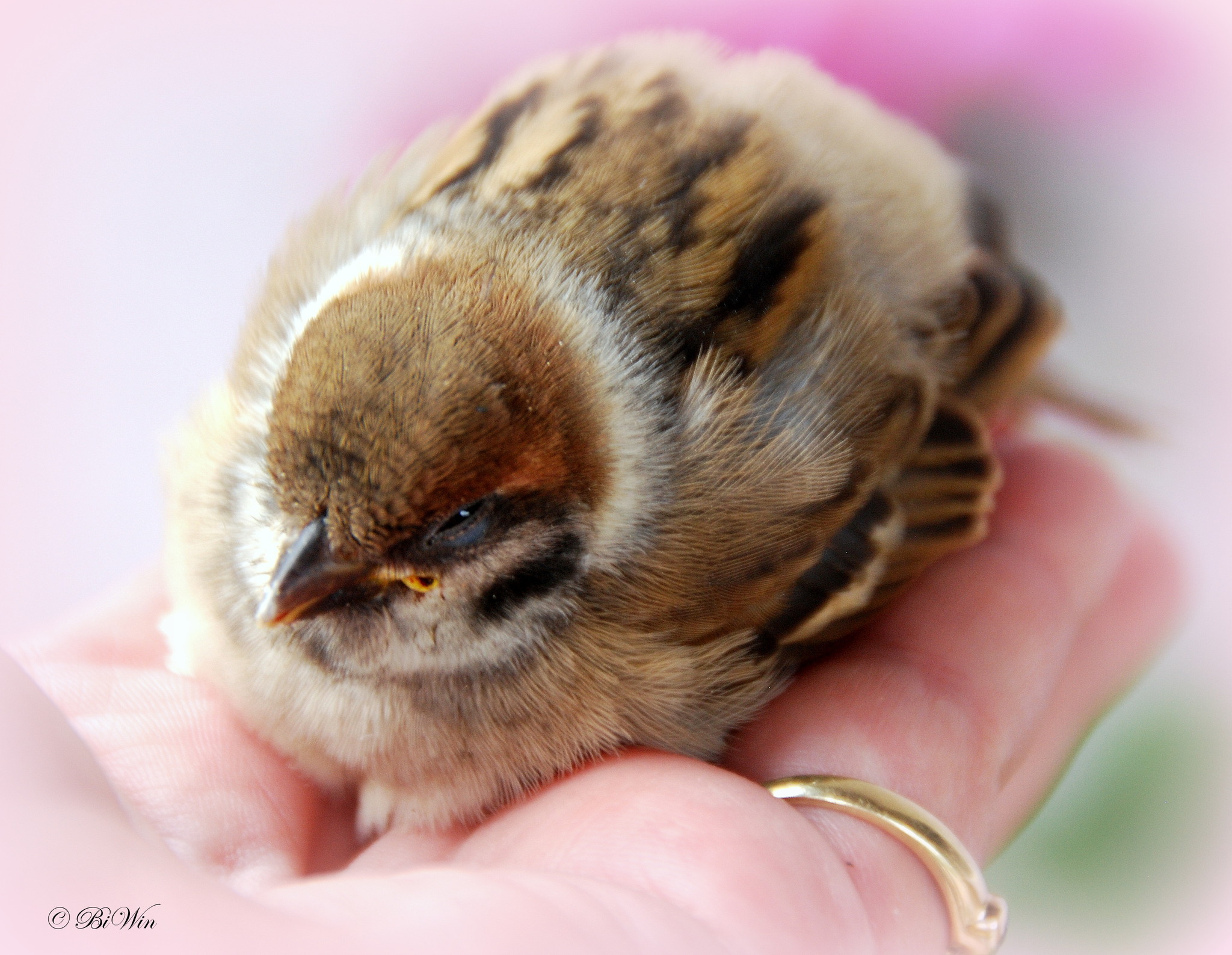 Besser ein Spatz in der Hand als eine Taube auf dem Dach ! - Hollabrunn